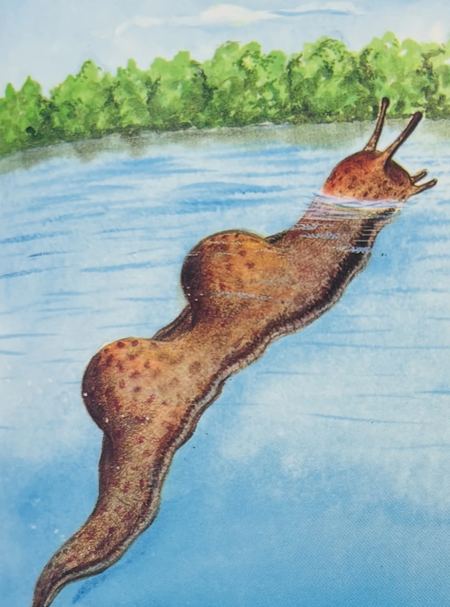 Kussie | Cryptid Wiki | Fandom