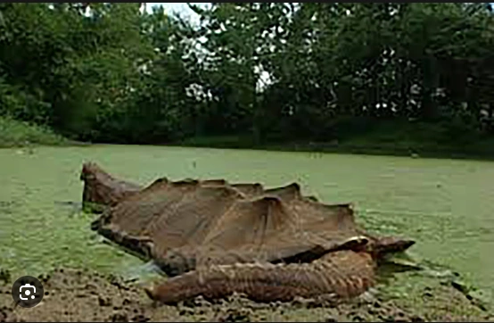 Ogua | Cryptid Wiki | Fandom