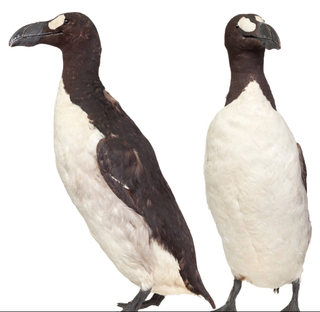 Great Auk | Cryptid Wiki | Fandom