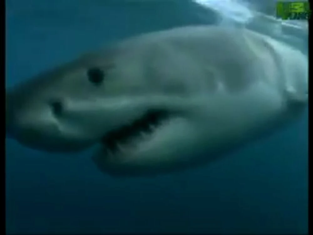 Canadian and Cuban Albino Shark | Cryptid Wiki | Fandom