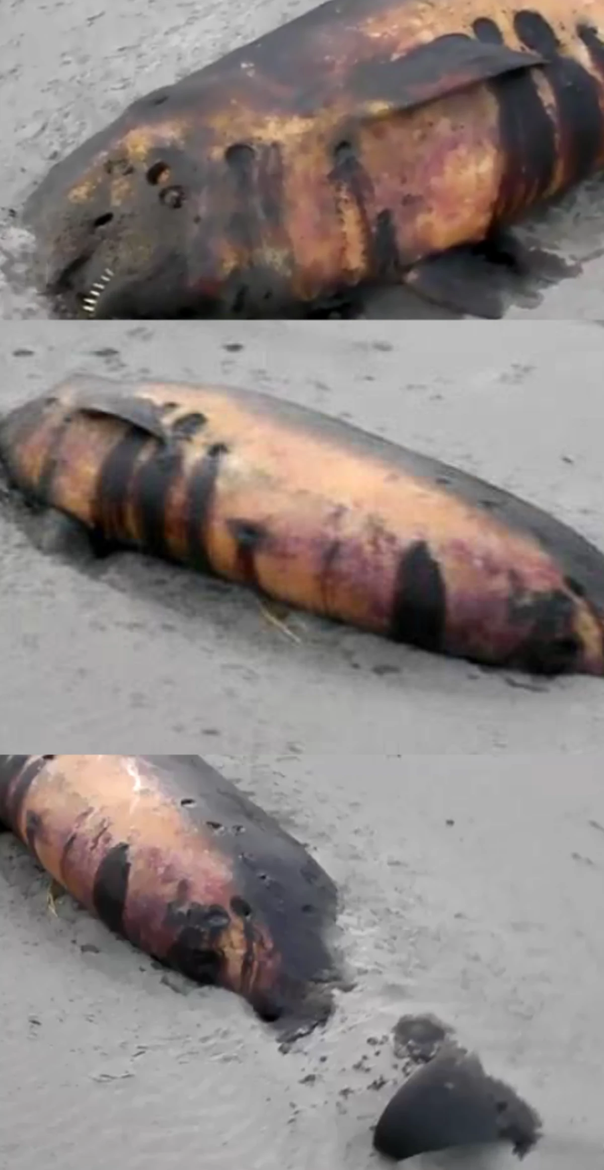 Hamamatsu Monster | Cryptid Wiki | Fandom