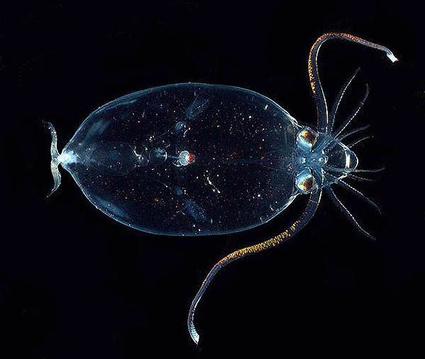 Belorussian Sky Squid | Cryptid Wiki | Fandom