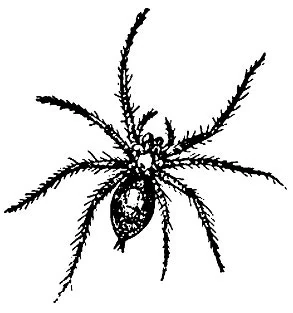 Missouri's Giant Spider | Cryptid Wiki | Fandom