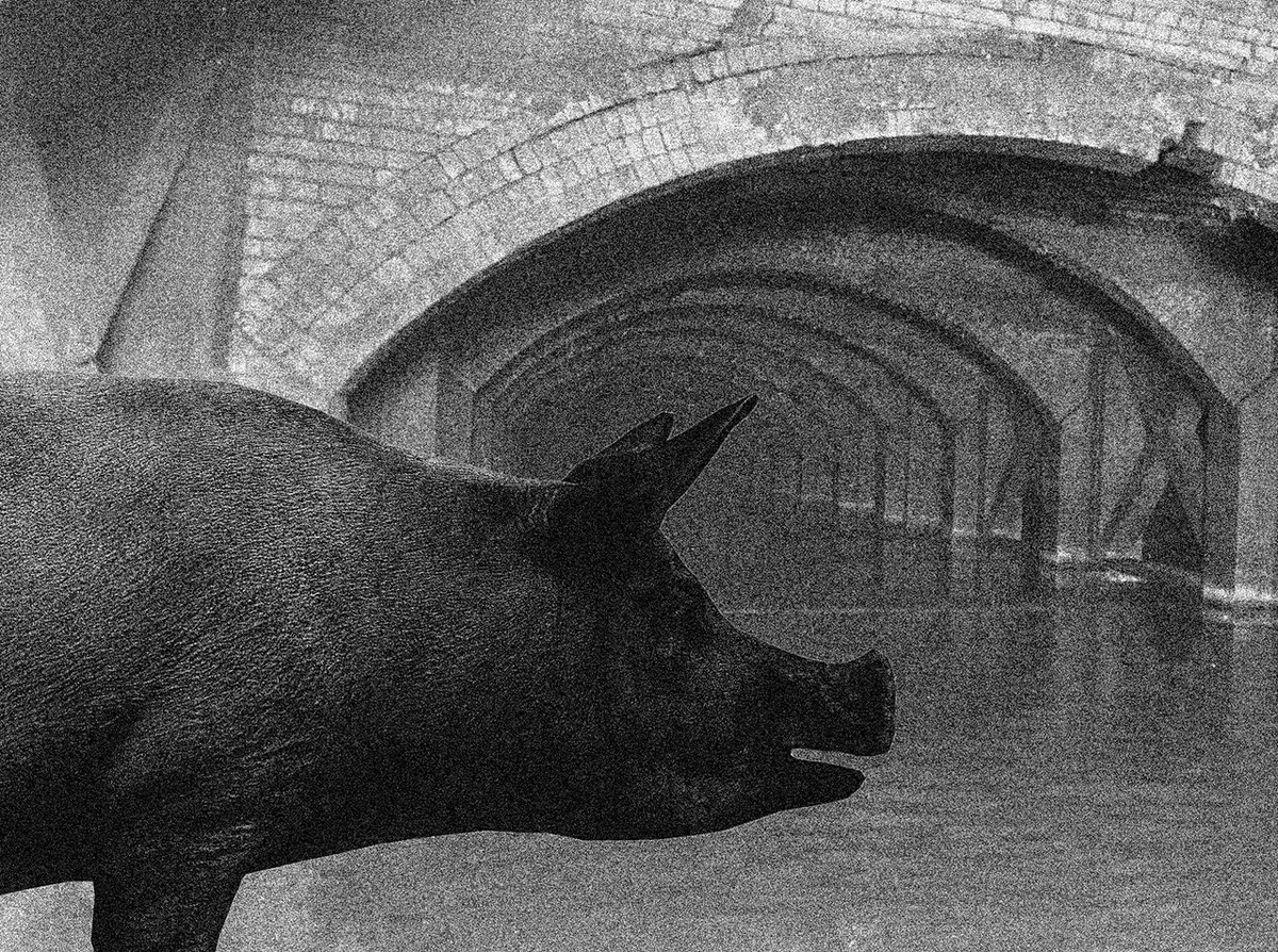 Sewer Swine | Cryptid Wiki | Fandom