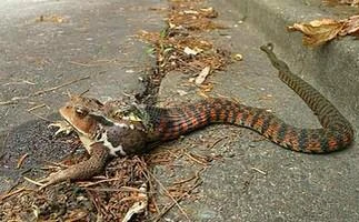 Nozuchi Tokage | Cryptid Wiki | Fandom