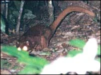 Cat-Fox | Cryptid Wiki | Fandom