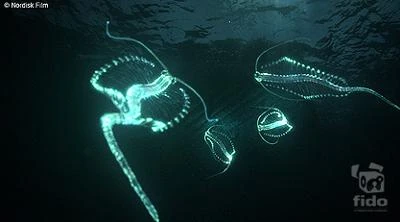 Kon Tiki Creatures | Cryptid Wiki | Fandom