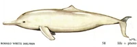 Field Guide of Whales and Dolphins | Cryptid Wiki | Fandom