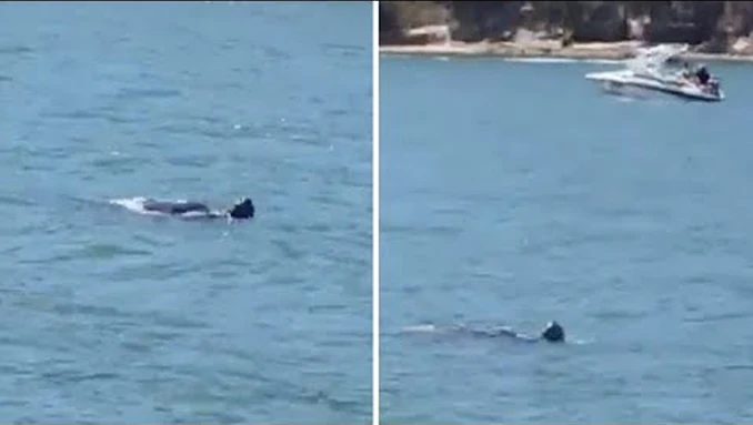 Hawkesbury River Monster | Cryptid Wiki | Fandom