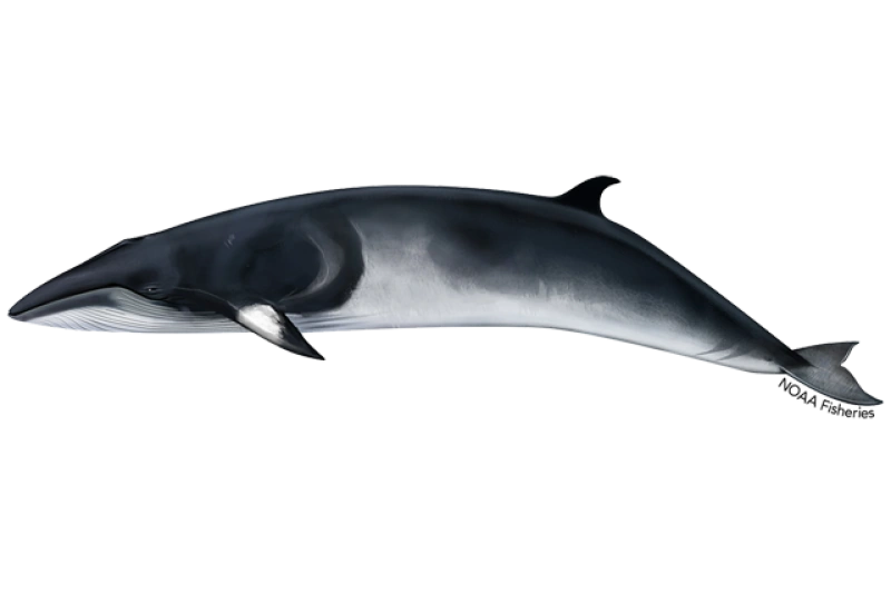 Bio-Duck | Cryptid Wiki | Fandom