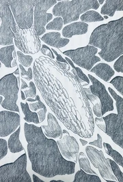 Kussie | Cryptid Wiki | Fandom