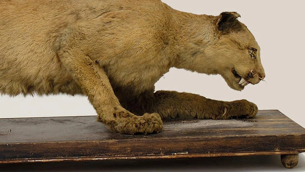 Pennsylvanian Mountain Lion | Cryptid Wiki | Fandom