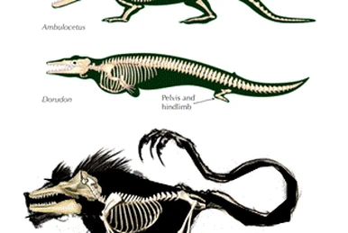 Excalibosaurus Costini Spinops Prehistoric Animals