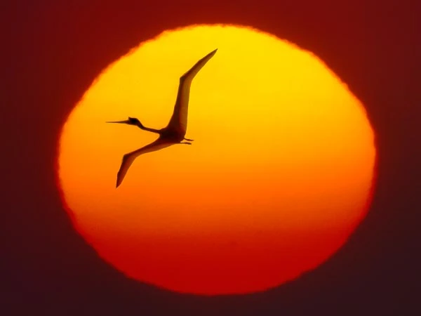 Olitiau | Cryptid Wiki | Fandom