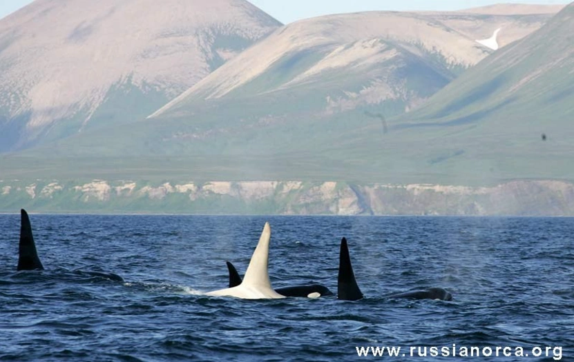 Iceberg (orca) | Cryptid Wiki | Fandom