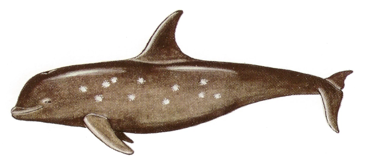 Alula Whale | Cryptid Wiki | Fandom