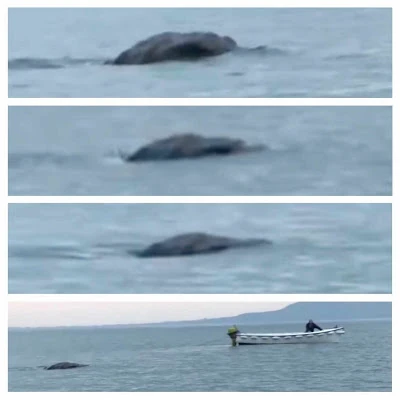 Lough Foyle monster | Cryptid Wiki | Fandom