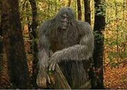 Boggy Creek Monster | Cryptid Wiki | Fandom