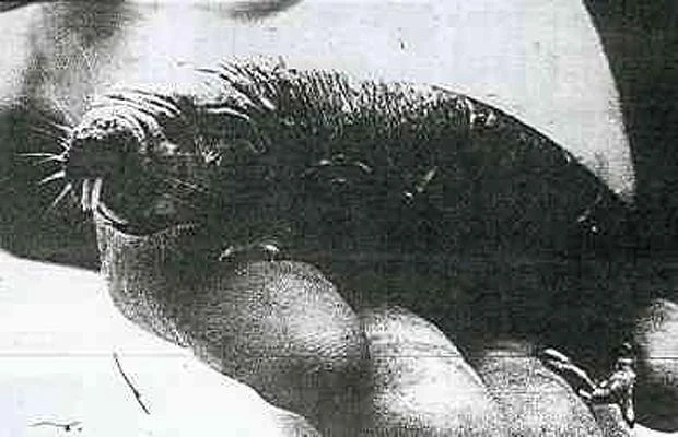 Tasmanian Mock Walrus | Cryptid Wiki | Fandom