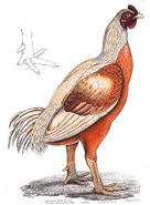 Jago Fowl | Cryptid Wiki | Fandom