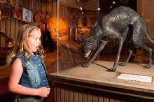 Chupacabra | Cryptid Wiki | Fandom