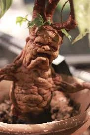 Mandrake | Cryptid Wiki | Fandom