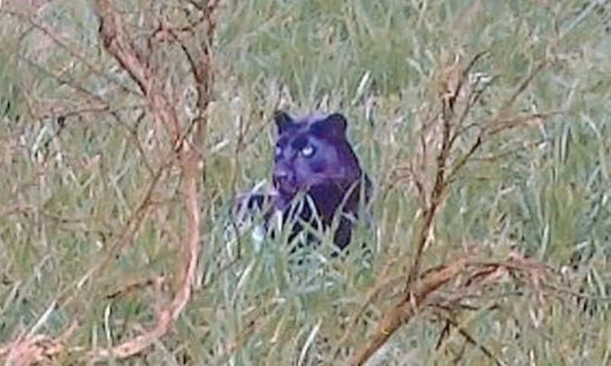 Category:Carcasses | Cryptid Wiki | Fandom