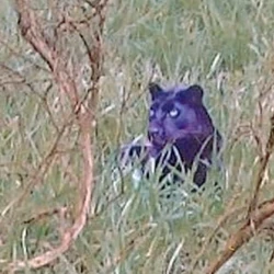 cryptid sightings uk