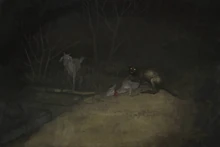 Chupacabra | Cryptid Wiki | Fandom