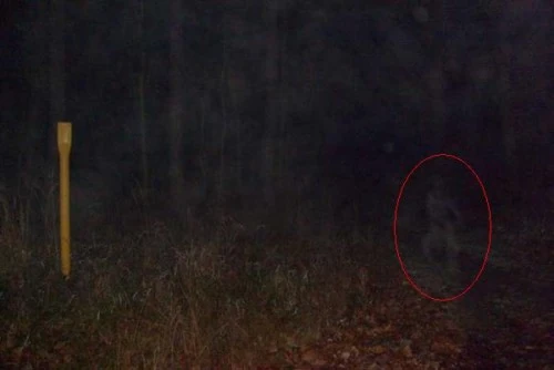 Kędzierzyn-Koźle Undead | Cryptid Wiki | Fandom