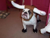 Hodag | Cryptid Wiki | Fandom