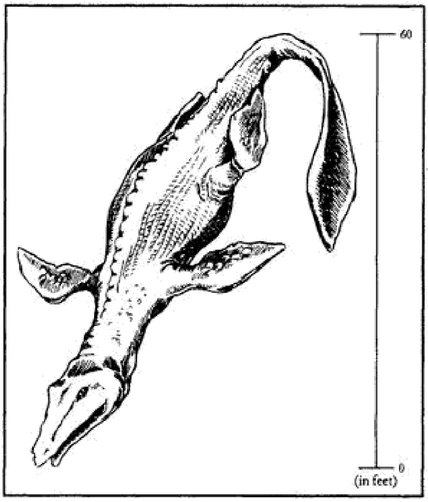 Marine Saurian | Cryptid Wiki | Fandom