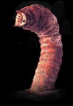 Mongolian Death Worm | Cryptid Wiki | Fandom