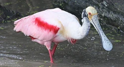 Northern Spoonbill | Cryptid Wiki | Fandom