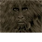 Honey Island Swamp Monster | Cryptid Wiki | Fandom