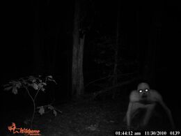 Pale Crawlers | Cryptid Wiki | Fandom