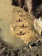 Moa | Cryptid Wiki | Fandom