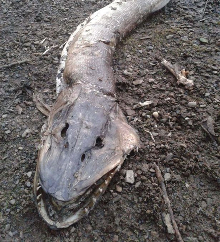 Hollingworth Lake Monster | Cryptid Wiki | Fandom