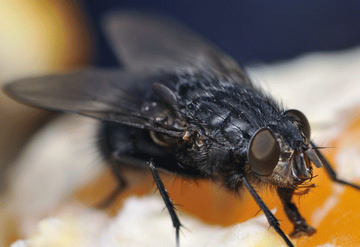 huge black fly