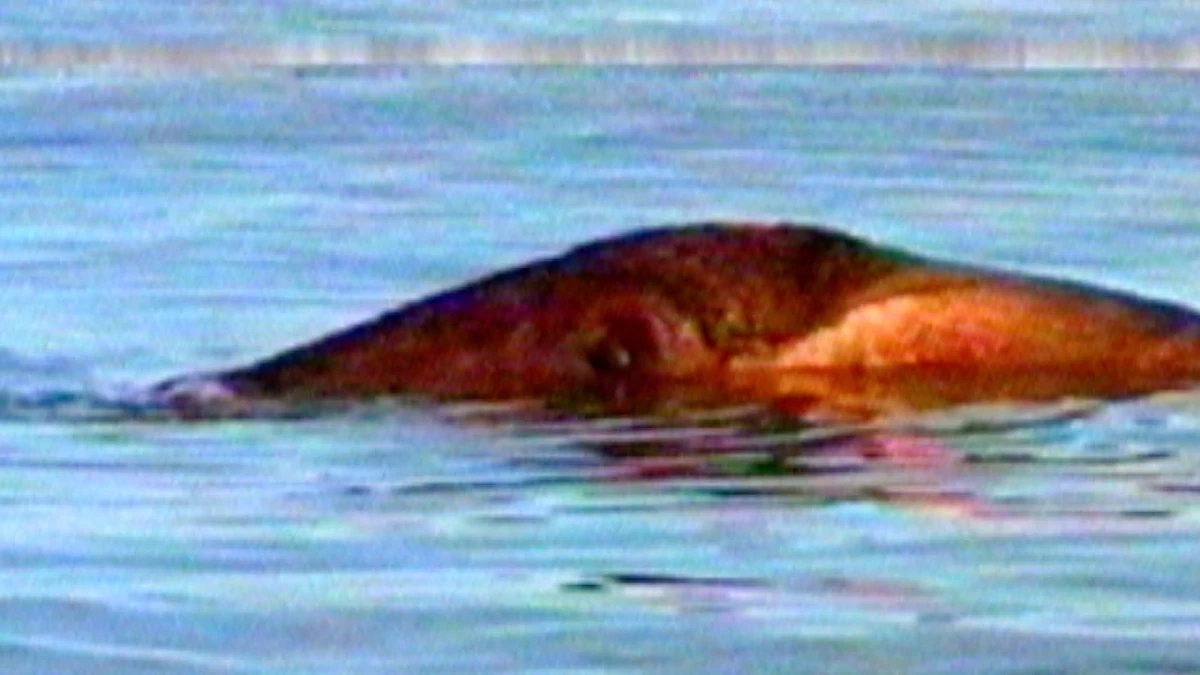 Lake Van Monster | Cryptid Wiki | Fandom