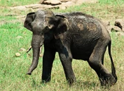 Kallana (Pygmy Elephants) | Cryptid Wiki | Fandom