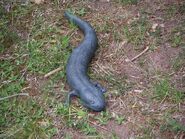 Tatzelwurm | Cryptid Wiki | Fandom