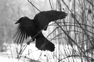Black Bird of Chernobyl | Cryptid Wiki | Fandom
