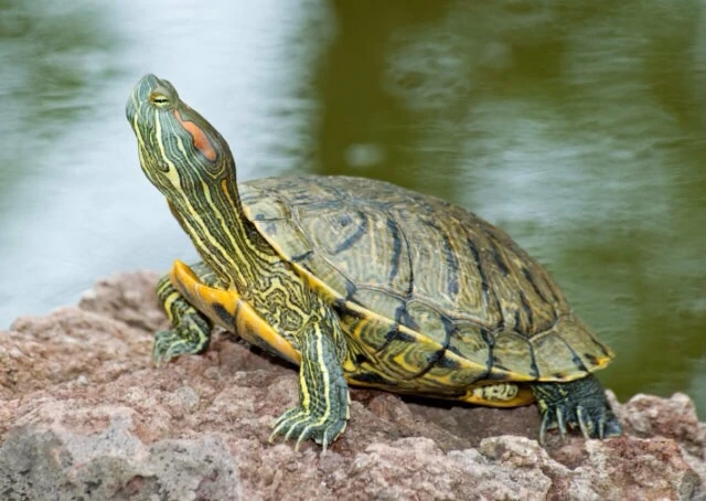 Category:Turtle | Cryptid Wiki | Fandom