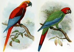 Jamaican Macaw | Cryptid Wiki | Fandom