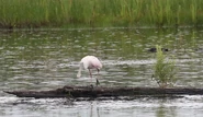 Northern Spoonbill | Cryptid Wiki | Fandom