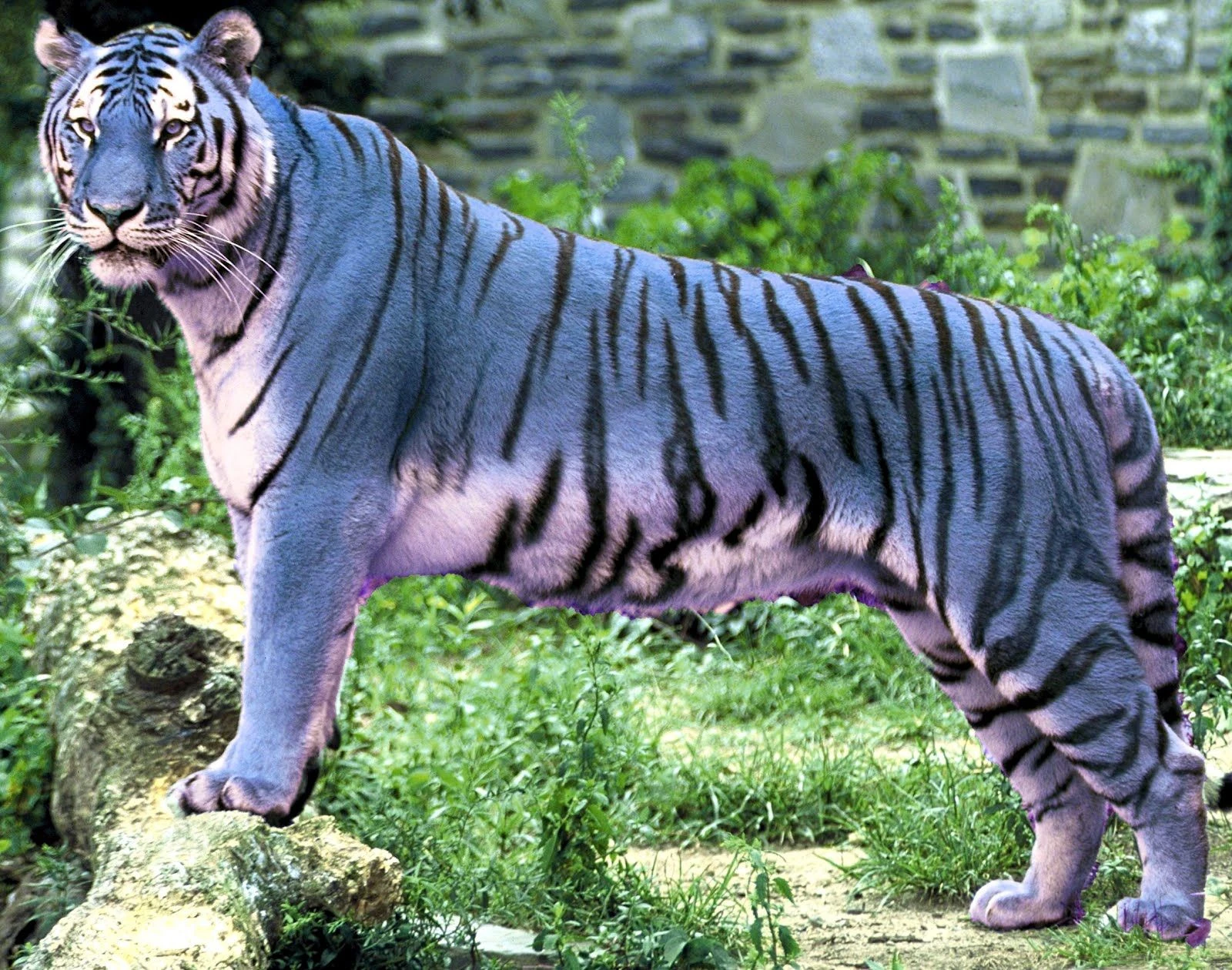 Maltese Tiger Cub Endangered