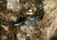 Tatzelwurm | Cryptid Wiki | Fandom