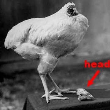 Genetically Modified Headless Chicken