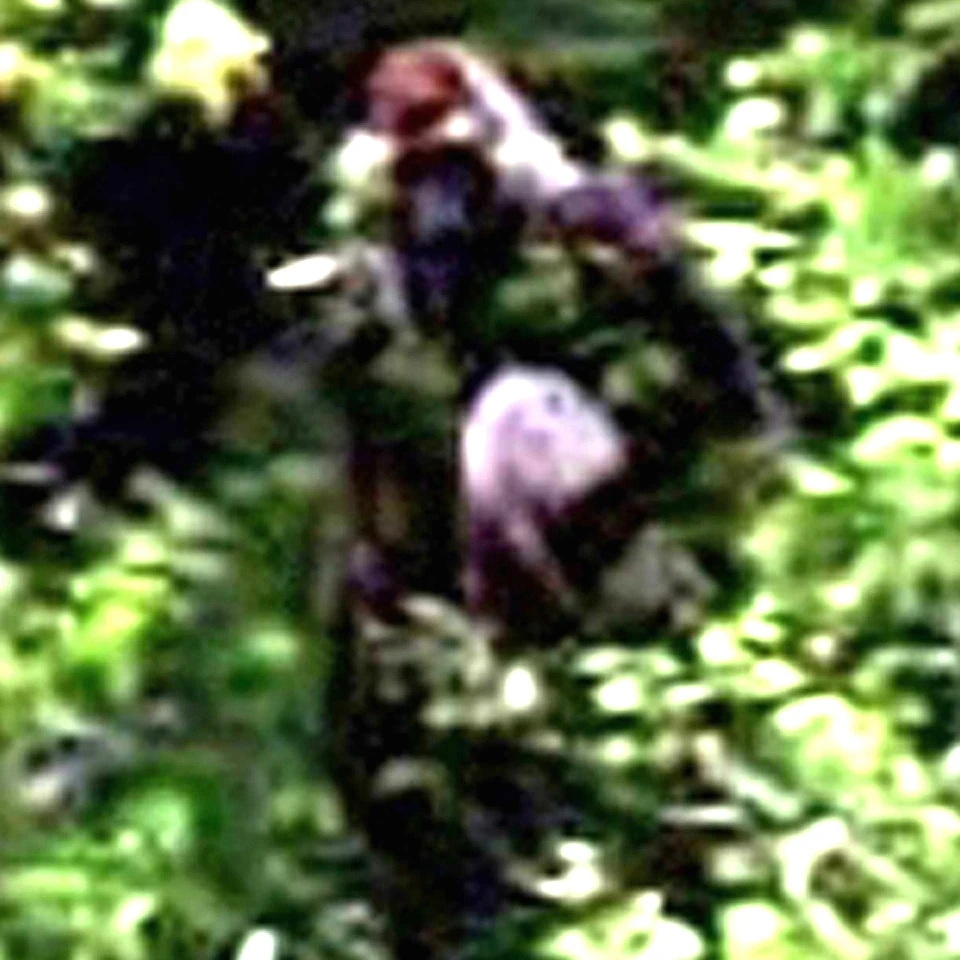 Gugwe | Cryptid Wiki | Fandom